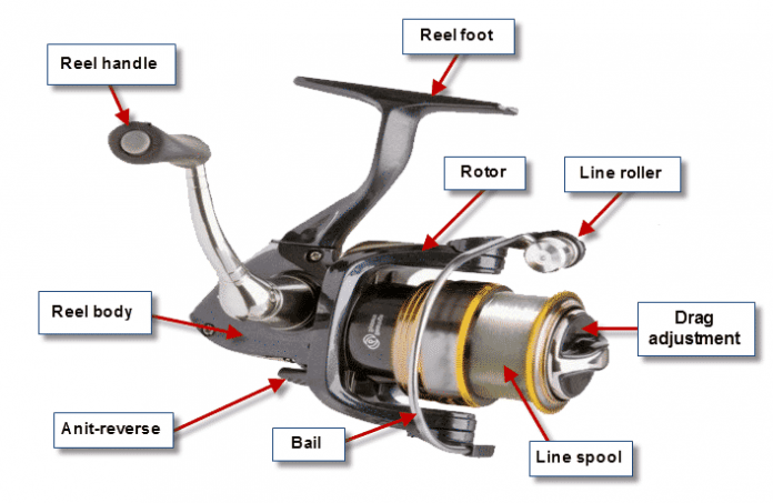 How to use spinning reel (complete guide)